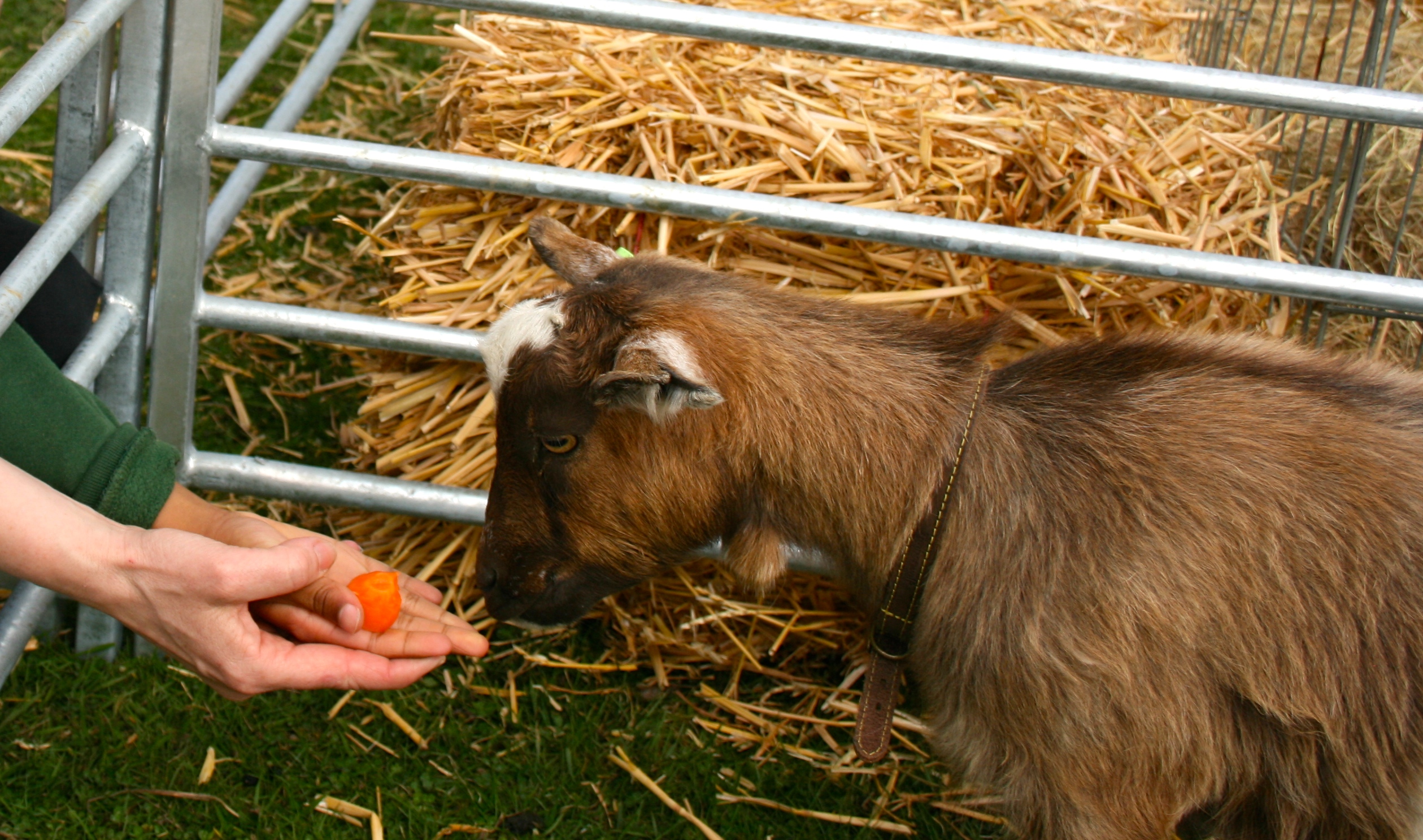 Party Farm – Fionas Farm Therapy